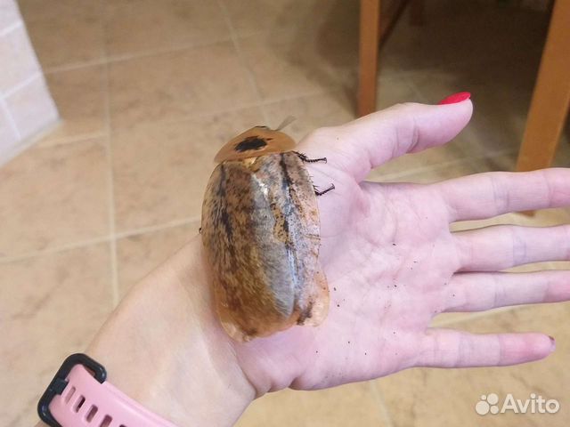 Тараканы Архимандриты