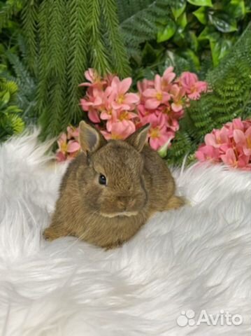 Мини кролики домашние