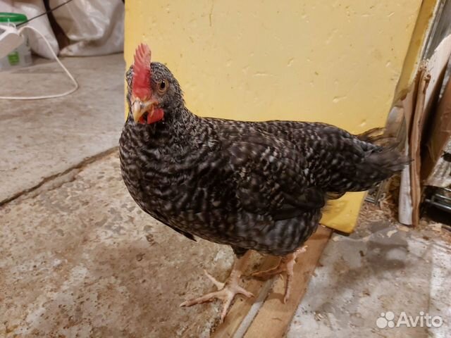 Петух маран