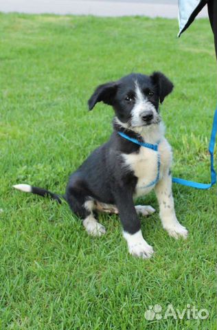 Стелла в дар