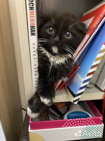 Вислоухий котенок в добрые руки