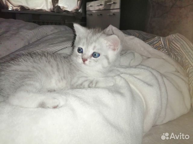 Шотландские вислоухие