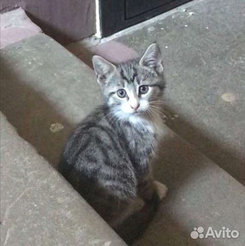 Малышка живёт на лестнице, помогите