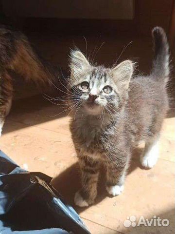 Котенок - тигренок)