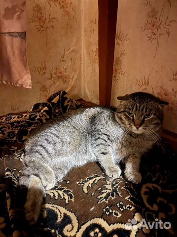 Кот камышового окраса, примерно 2-3 года