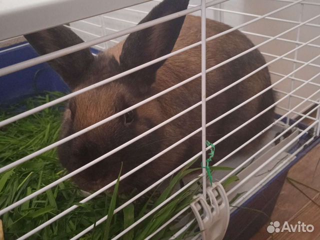 Кролик карликовый. Ручной. Любит ласку