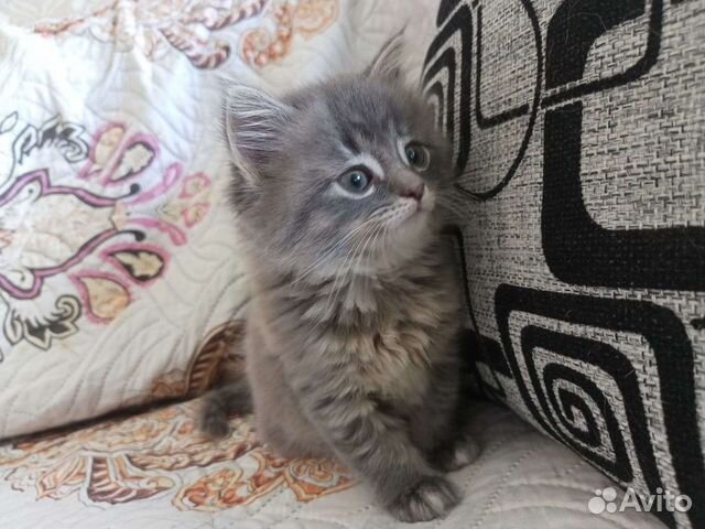 Сибирская кошка