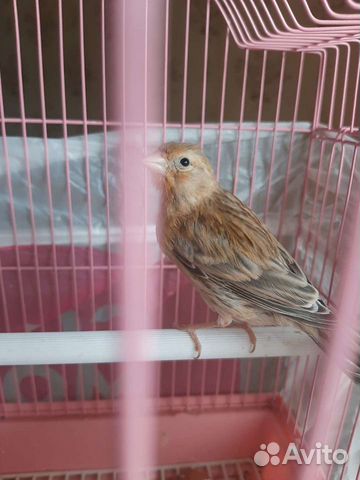 Кенара и канарейки