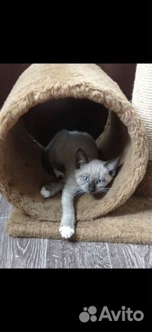 Сиамские котята бесплатно