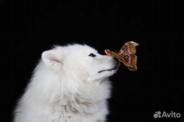 Тропические бабочки