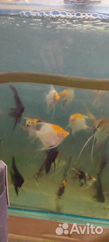 Скалярии и нанокары электрик блю