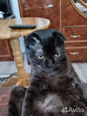 Коты на вязку