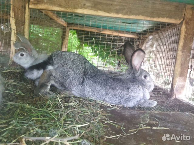 Кролики серые великаны
