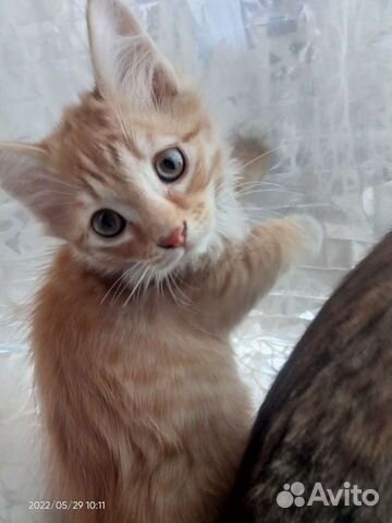 Котята жидкие