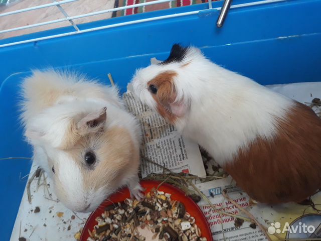 Морская свинка