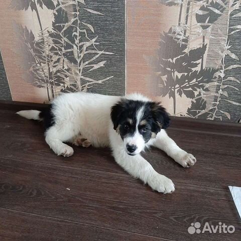 Бетховен
