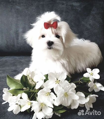 Мальчишка мальтезе с документами РКФ