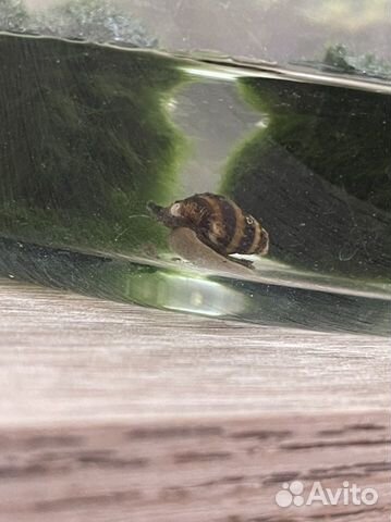 Улитка хелена