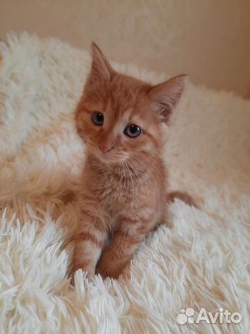 Рыжий котенок в добрые руки