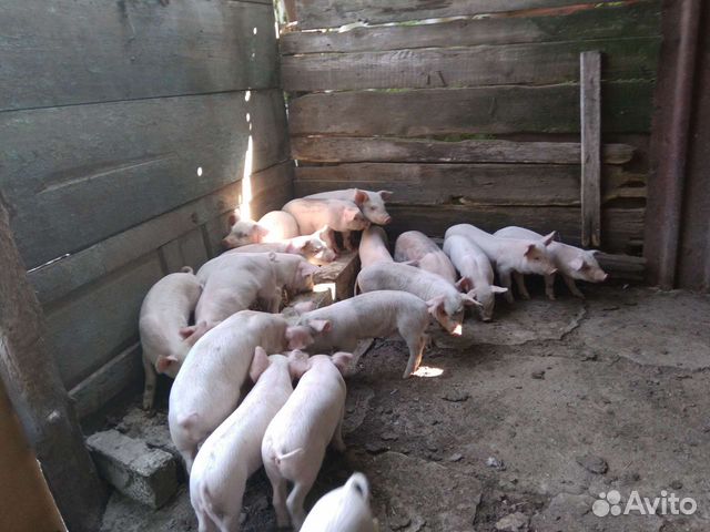 Поросенок ландрас с дюрком