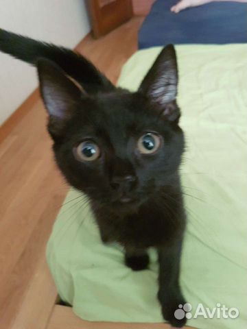 Черный котенок