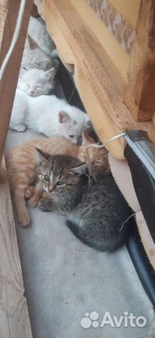 Котята в дар бесплатно:)