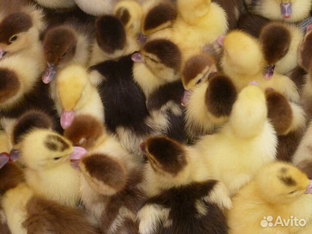 Индоутята суточные