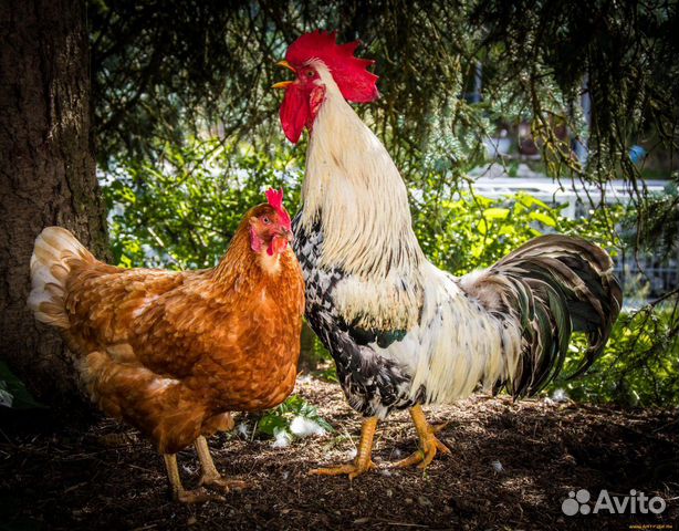 Куры и петухи