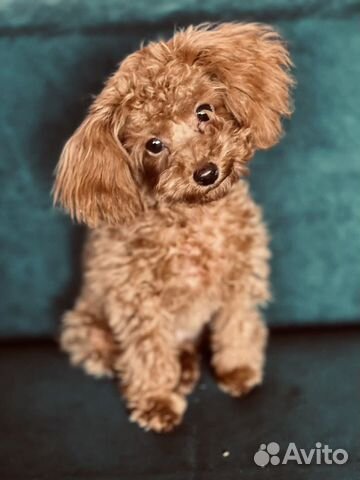 Тикап девочка