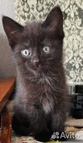 Котята и кошки