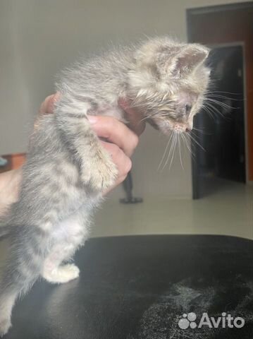 Котенок ищет хозяев