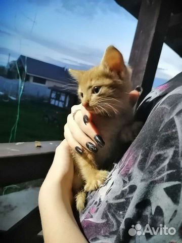 Котенок бесплатно в добрые руки