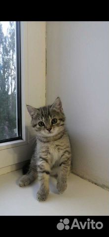 Кошки