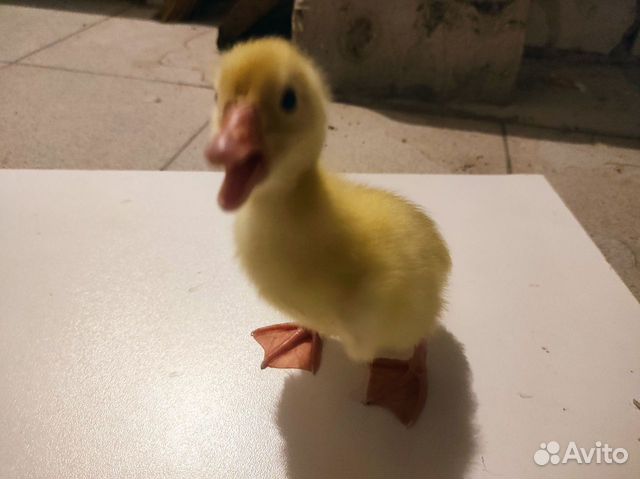 Гусята суточные