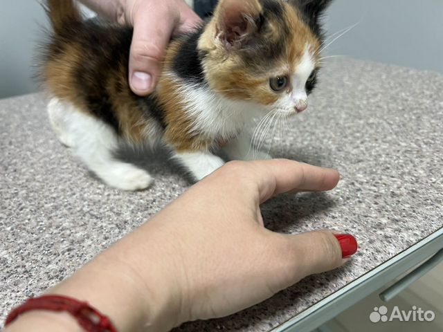 Котенок в дар