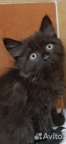 Котик