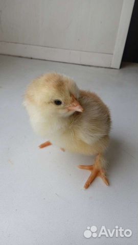 Цыплята