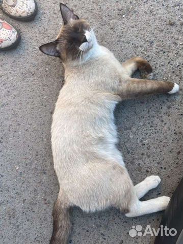 Кот сноу шу