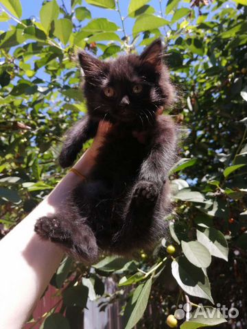 Кошки бесплатно