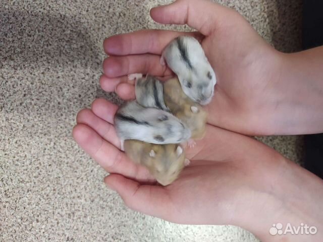 Джунгарские хомячки