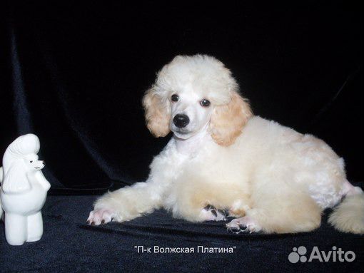 Щенок белого пуделя