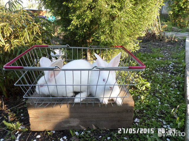 Кролики породы серый, белый великан, калифорнийцы