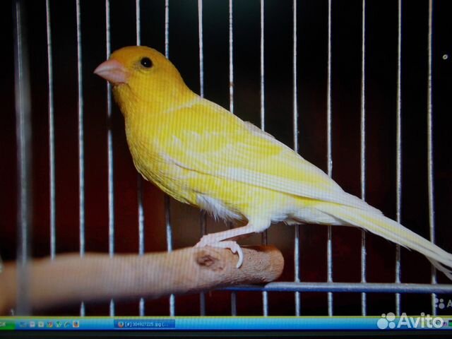 Канарейка певчая