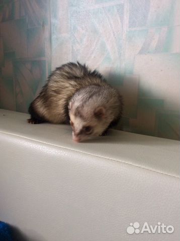 Хорек ищет девочку