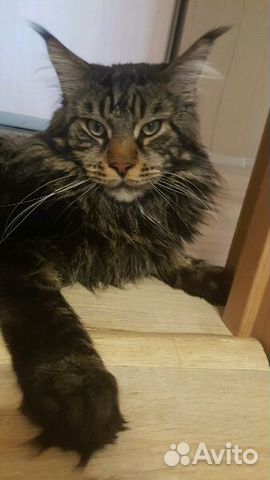 Мейн Кун Boss. Вязка