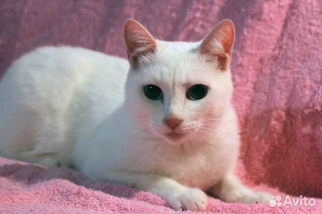 Кошка Белоснежка (стерилизованная)