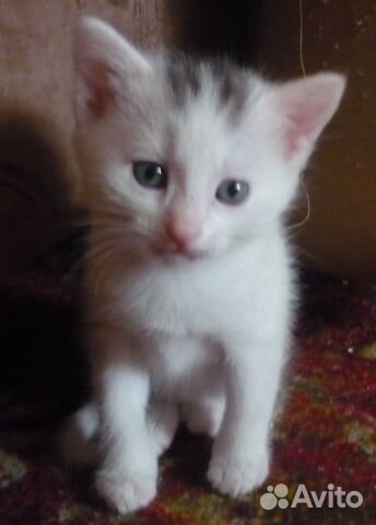 Котята Као -Мани, полукровки девочки