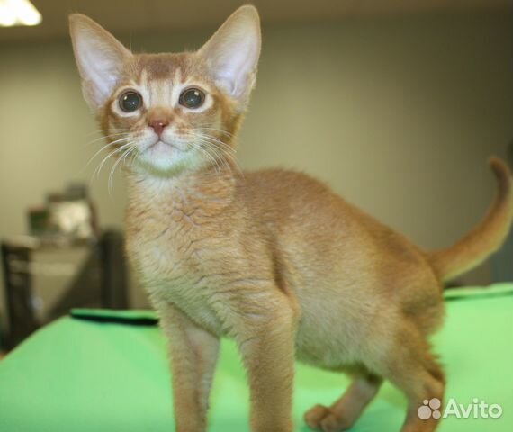 Сорелька-свирелька мальчик