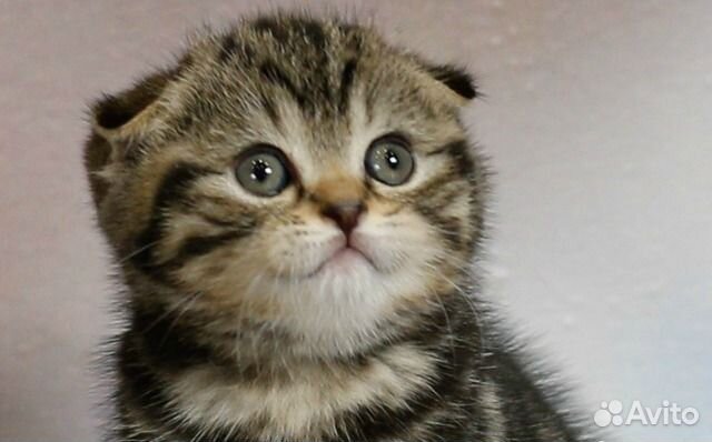 Девочки мраморные вислоухие