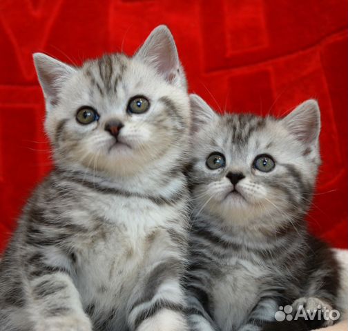 Как в рекламе, вискас